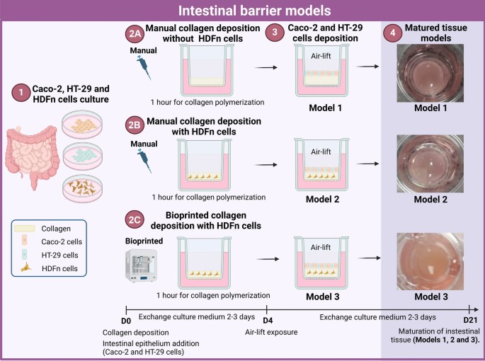 Biofabricated 3D Intestinal Models as an Alternative to Animal-Based ...