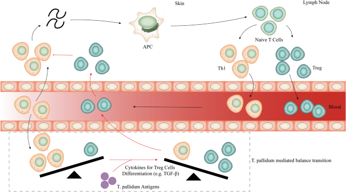 Investigation of the immune escape mechanism of Treponema pallidum ...