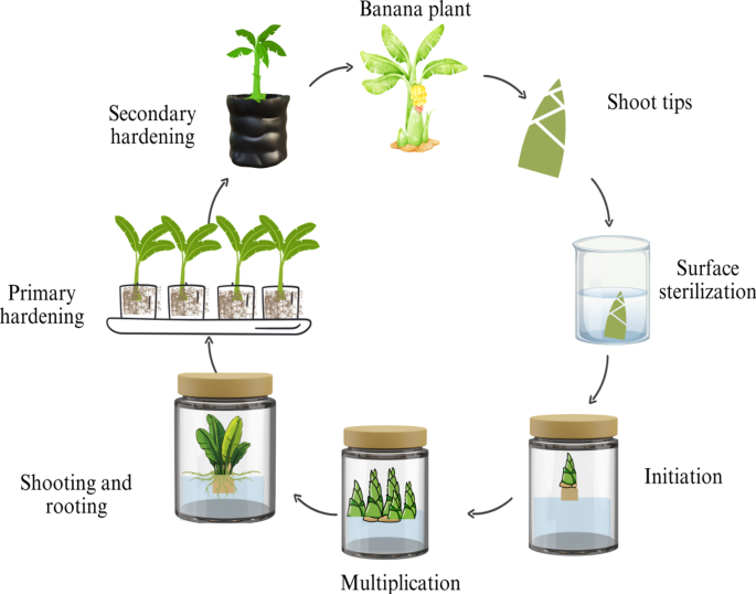 Unlocking the Potential of Shoot Tip Culture for Rapid Multiplication ...