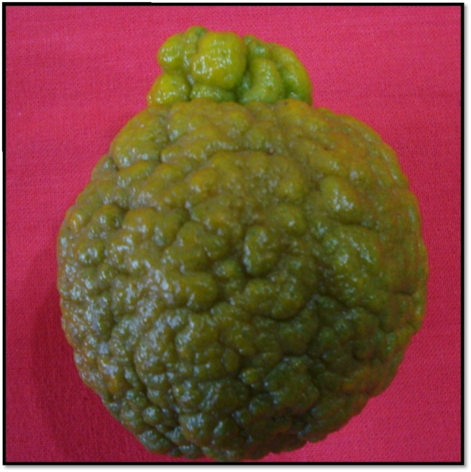 Fruit Distortion in Nagpur Mandarin (Citrus Reticulata Blanco): A ...