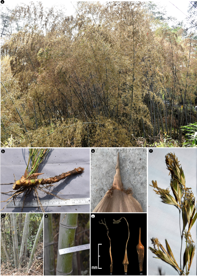 Recording of Gregarious Flowering of Phyllostachys nigra var. henonis ...