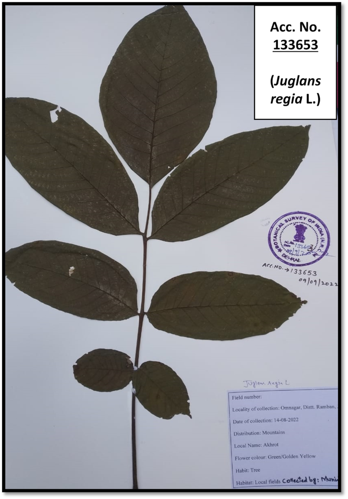 Distribution Record and Occurrence of Juglans regia L. From Ramban and ...