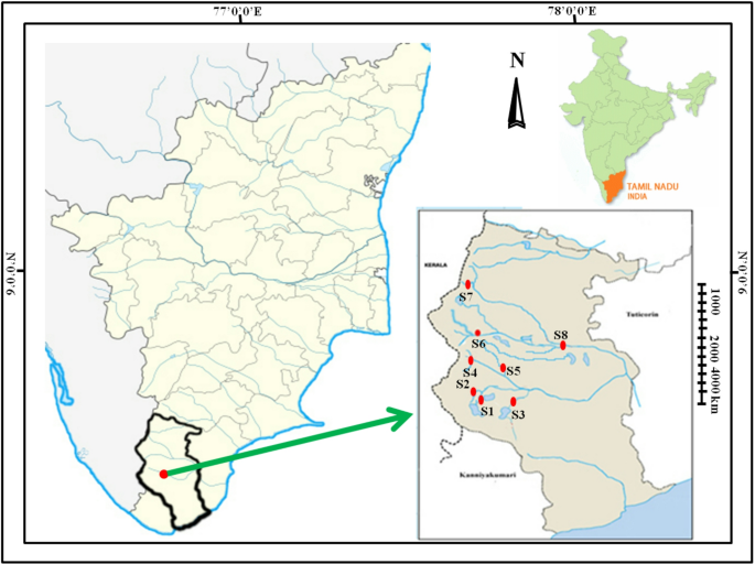 Length−Weight Relationships of Freshwater Cypriniformes Fishes in the ...