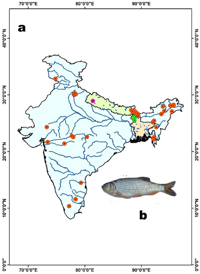 Morphological and Molecular Delineation of Opsarius bendelisis Across ...