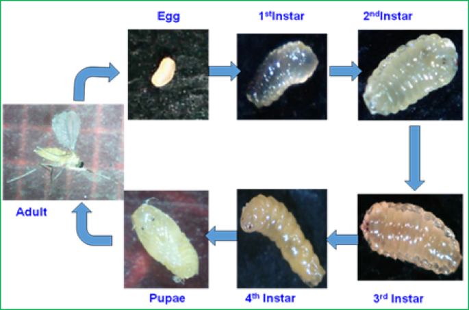 Biology and Incidence of Mango Blossom Midge, Procontarinia mangiferae ...