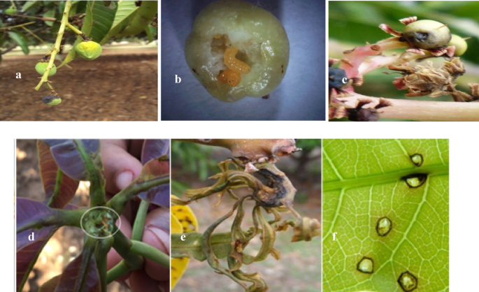 Biology and Incidence of Mango Blossom Midge, Procontarinia mangiferae ...
