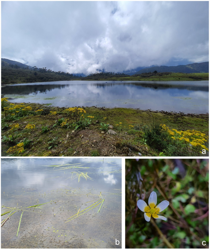 Recollection of Ranunculus trichophyllus (Ranunculaceae) after 115 ...