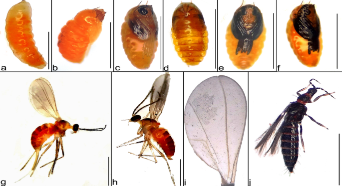 Phlogacanthus curviflorus, a New Host for Contarinia maculipennis and ...