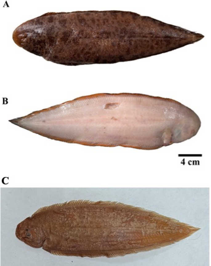 Range Extension of Lachners Tongue Sole, Cynoglossus lachneri Menon ...