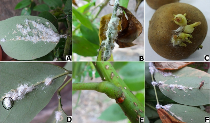 Ferrisia virgata (Cockerell): Emerge as a Major Threat to Green Manure ...