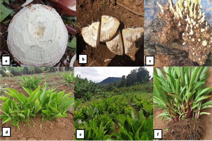 Regeneration Efficiency of Enset (Ensete ventricosum (Welw.) Cheesman ...