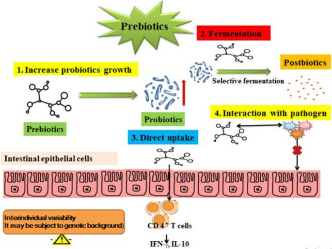 Advances in Prebiotics, Gut Microbiota Modulation, and Nanotechnology ...