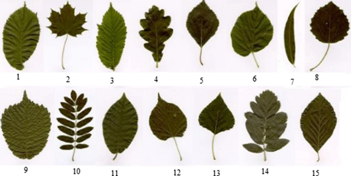 Plant Leaf Recognition and Classification Based on the Whale ...