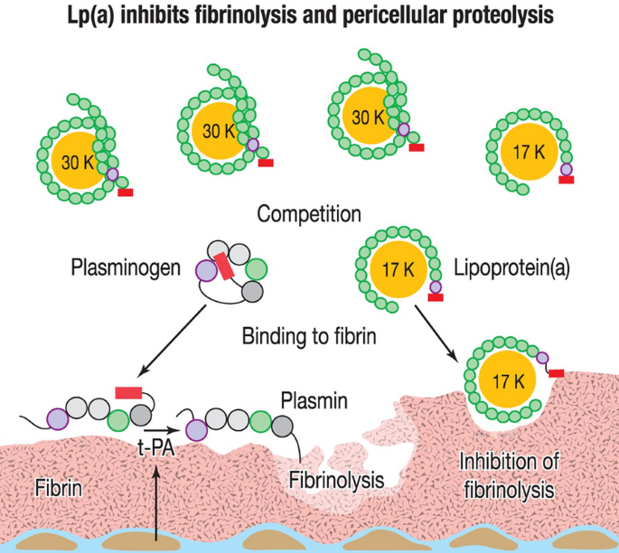 Patient Experience of Heart Disease with Elevated Lipoprotein(a): Views ...