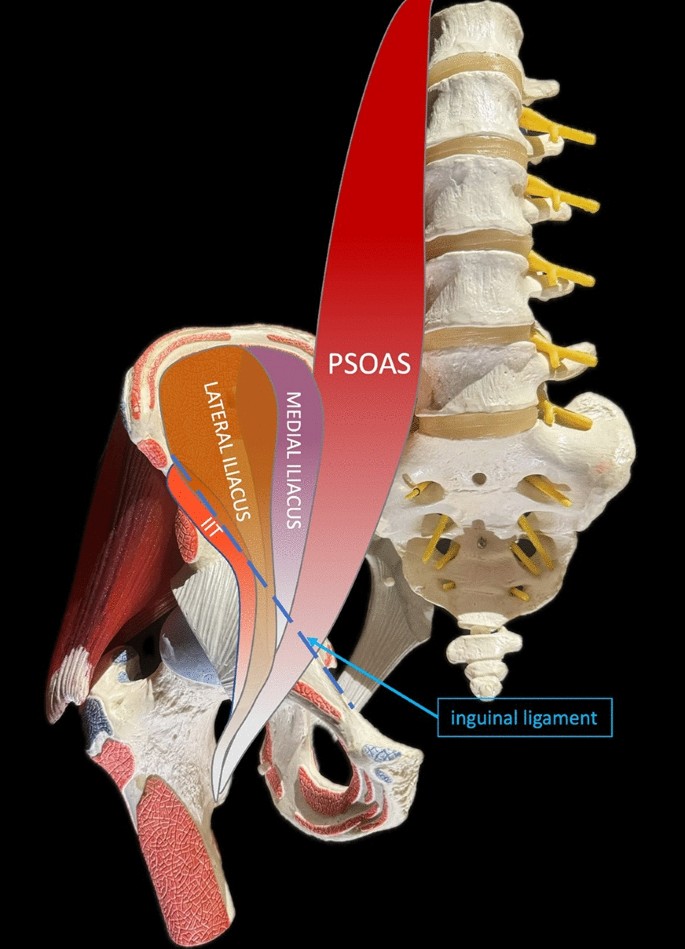Iliopectineal Ligament