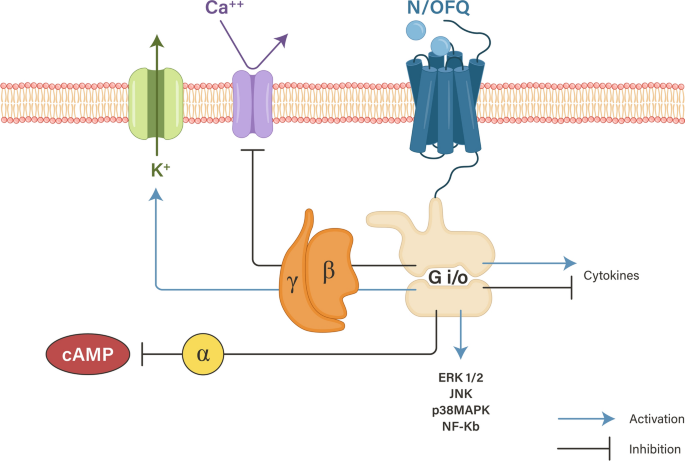 The Therapeutic Potential of Dual NMR (NOP/MOP) Agonism in Pain ...