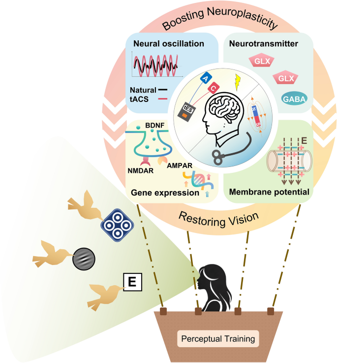 Restoring Vision with Noninvasive Brain Stimulation: A Narrative Review ...
