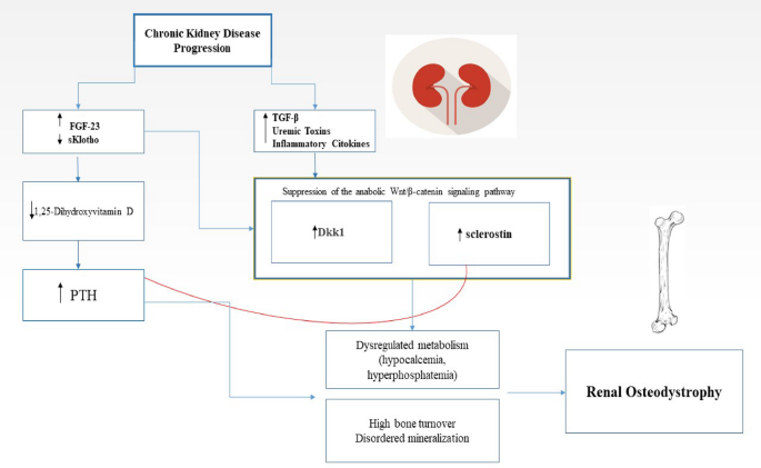 Renal Osteodystrophy: Multimodality Imaging | Current Radiology Reports
