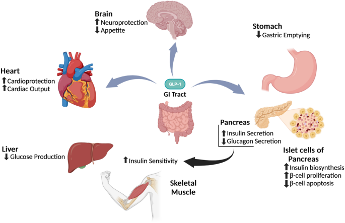 Glucagon-Like Peptide-1 Receptor Agonists: An Overview of Perioperative ...