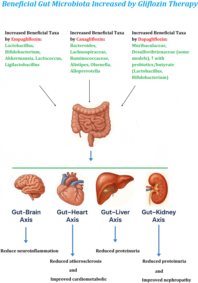 Pharmacological modulation of the diabetic gut microbiome with ...