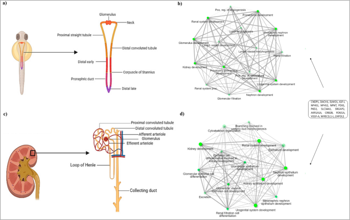 Zebrafish as an effective model for accelerating diabetes research from ...