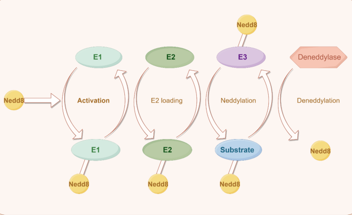 Role of neddylation in diabetes metabolism: potential therapeutic ...