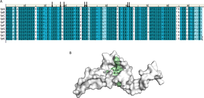 Computer aided design of inhibitor molecules against Vpr protein from ...