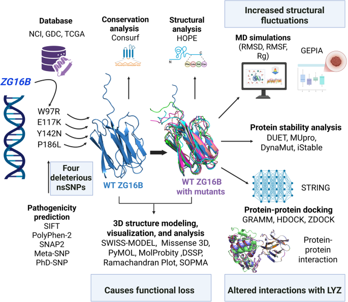 Unraveling the impact of ZG16B missense mutations: computational prediction of structural and ...