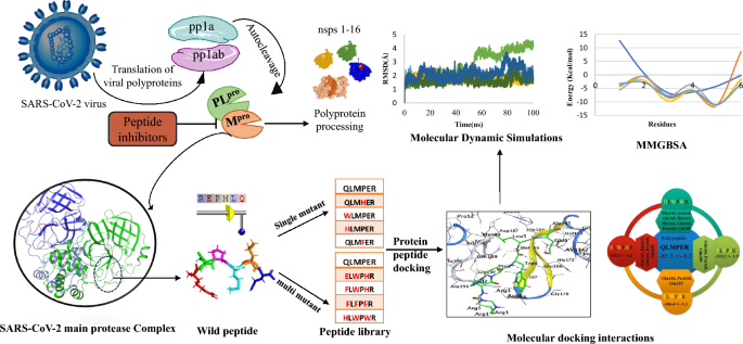 Structure-guided design and triplicate molecular dynamics evaluation of mutant peptide ...