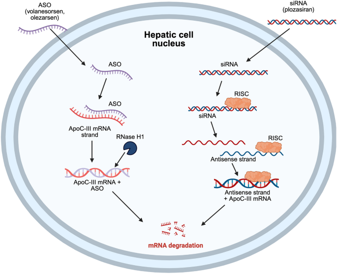 An Updated Review of Novel Triglyceride-Lowering Therapies in Adults ...