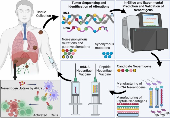 Individualized Neoantigen-Directed Melanoma Therapy | American Journal ...