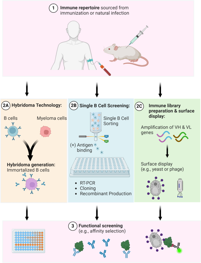 Monoclonal Antibody Generation Using Single B Cell Screening for Treating Infectious Diseases ...