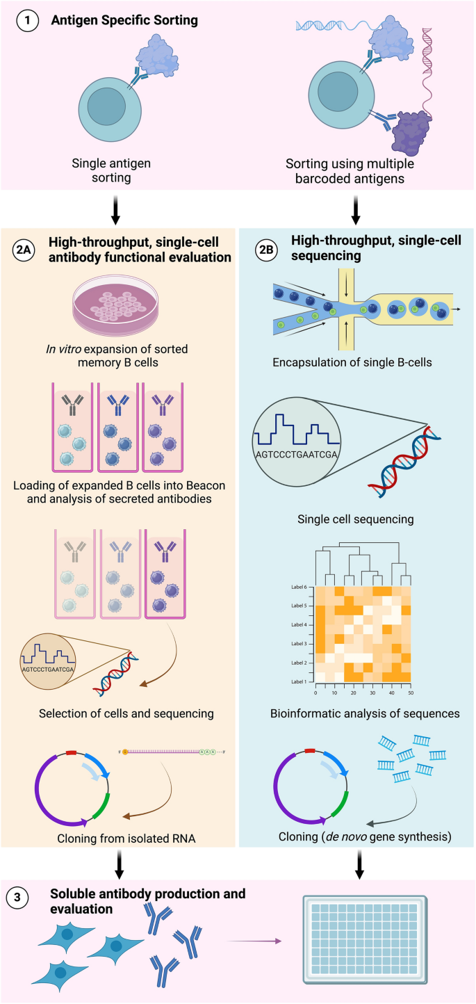 Monoclonal Antibody Generation Using Single B Cell Screening for Treating Infectious Diseases ...
