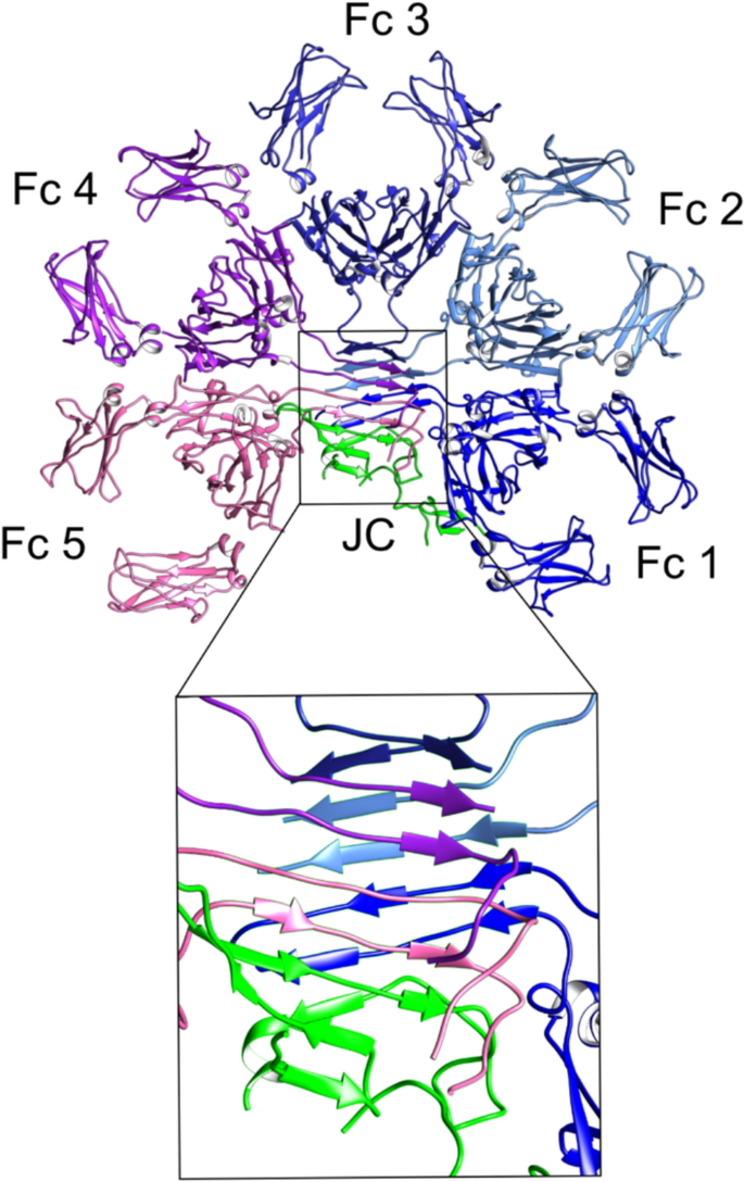 Understanding IgM Structure and Biology to Engineer New Antibody ...