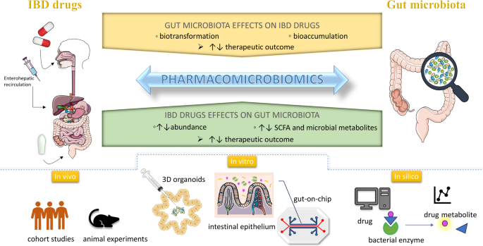 Bidirectional Interplay Between IBD Therapies and the Gut Microbiota: A ...