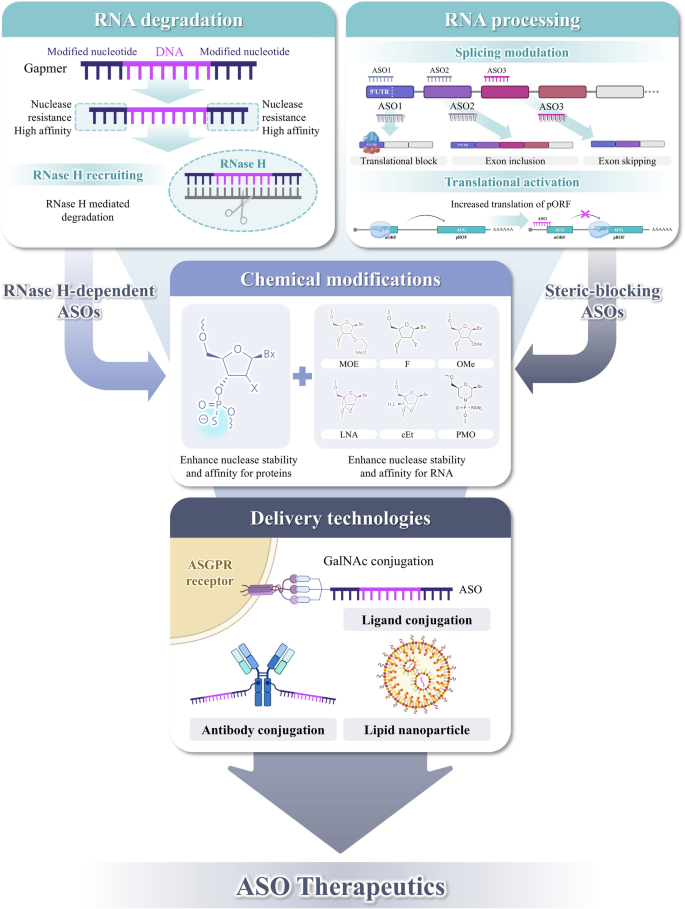 Antisense Oligonucleotide Therapeutics Targeting Age-Related Diseases ...