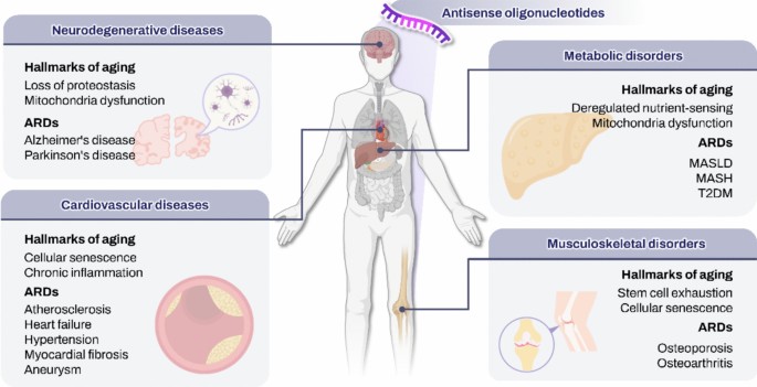 Antisense Oligonucleotide Therapeutics Targeting Age-Related Diseases ...