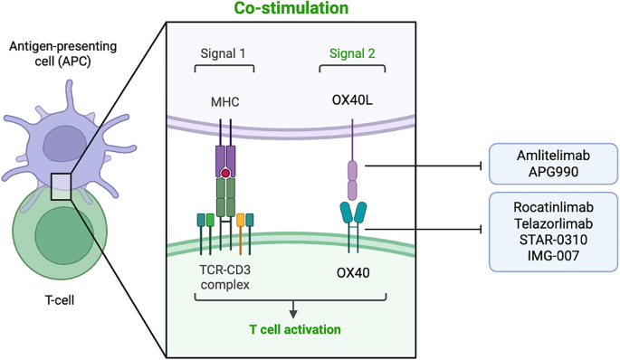The Role of OX40 Pathway Inhibition as a New Therapeutic Strategy for ...