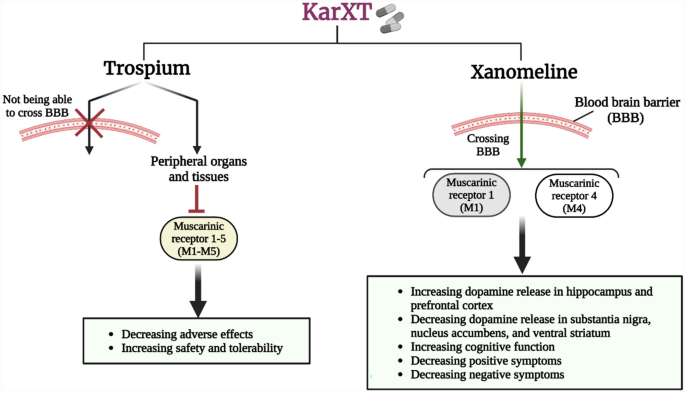 Current Findings and Potential Mechanisms of KarXT (Xanomeline–Trospium ...