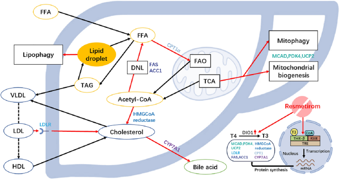 Resmetirom: The First FDA-Approved Drug for Metabolic Dysfunction ...