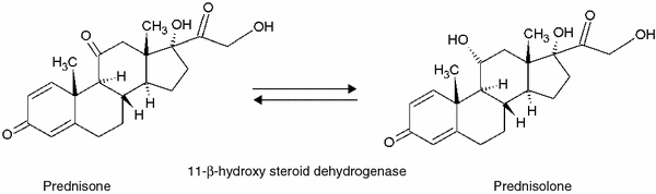 Clinical Pharmacokinetics and Pharmacodynamics of Prednisolone and ...