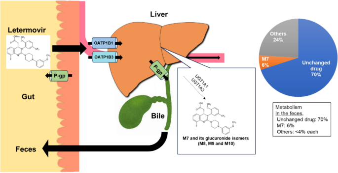 Clinical Pharmacokinetics and Pharmacodynamics of Letermovir in ...
