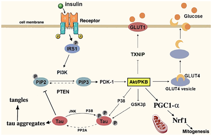 Incretin Hormones GLP-1 and GIP Normalize Energy Utilization and Reduce ...