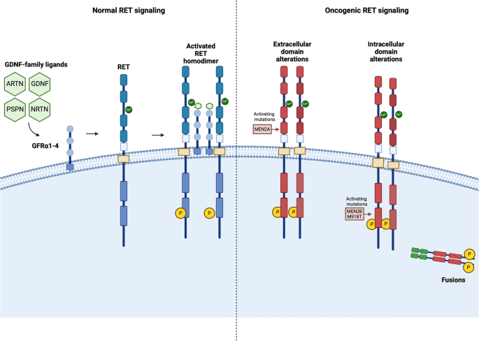RET Inhibitors in RET Fusion-Positive Lung Cancers: Past, Present, and ...