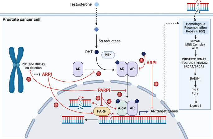 Combination of PARP Inhibitors and Androgen Receptor Pathway Inhibitors in Metastatic Castration ...
