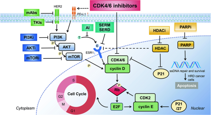 Efficacy and Safety of CDK4/6 Inhibitors: A Focus on HR+/HER2− Early ...