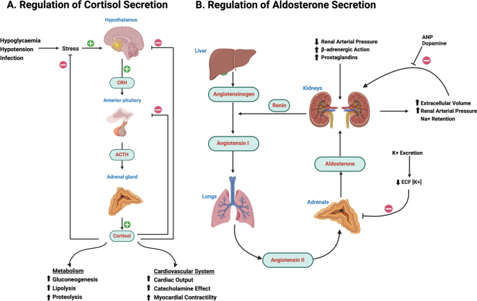 The Current Treatment Landscape for Congenital Adrenal Hyperplasia | Drugs