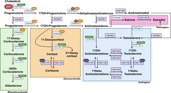 The Current Treatment Landscape for Congenital Adrenal Hyperplasia | Drugs