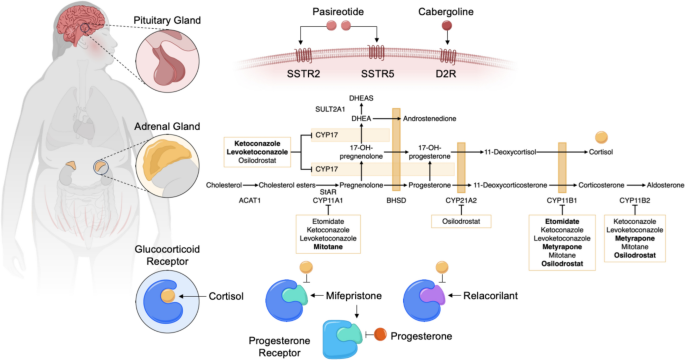 Update on Medical Treatment of Cushing’s Syndrome | Drugs
