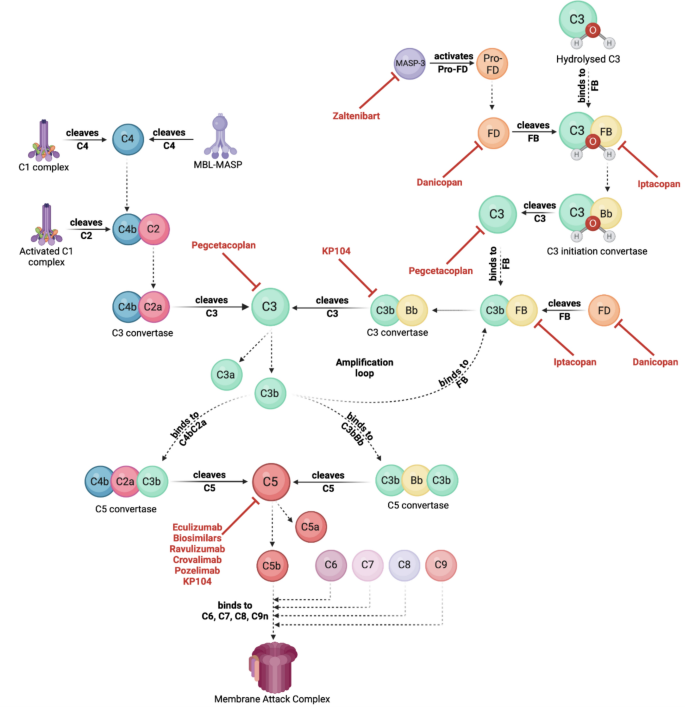 Pharmacological Therapies in Paroxysmal Nocturnal Haemoglobinuria ...